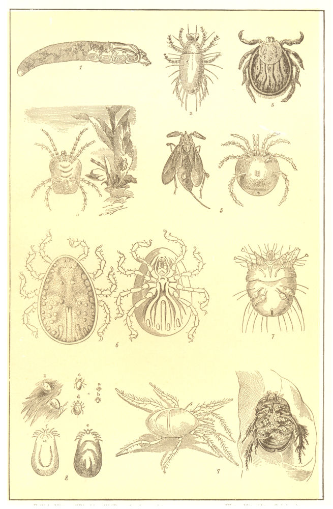 ARTHROPODS. Follicle cheese scarlet water itch beetle mite Pigeon Tick 1907