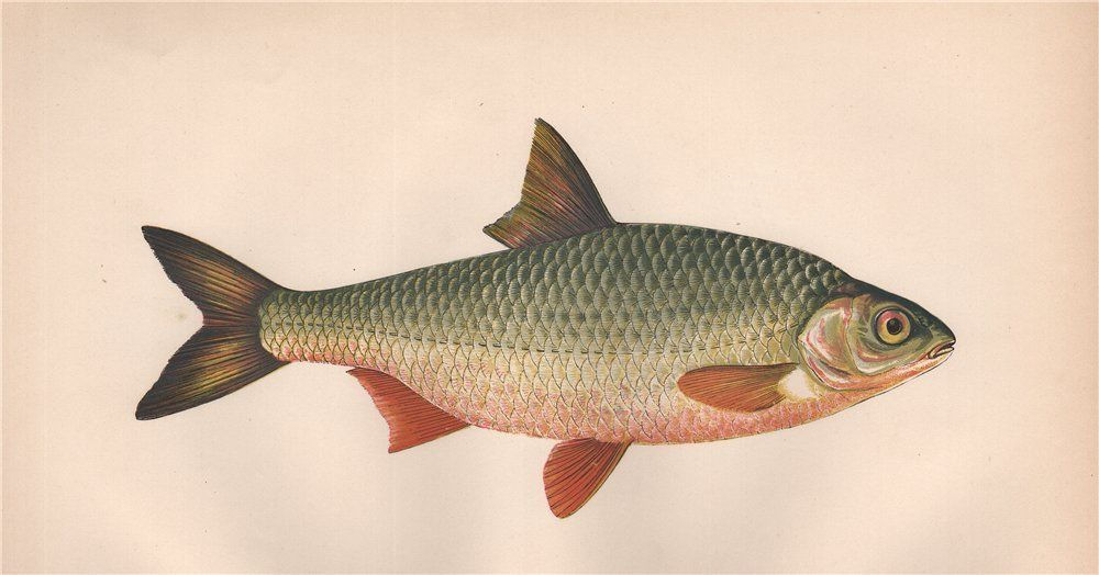 COMMON ROACH. Rutilus rutilus. COUCH. Fish 1862 old antique print picture